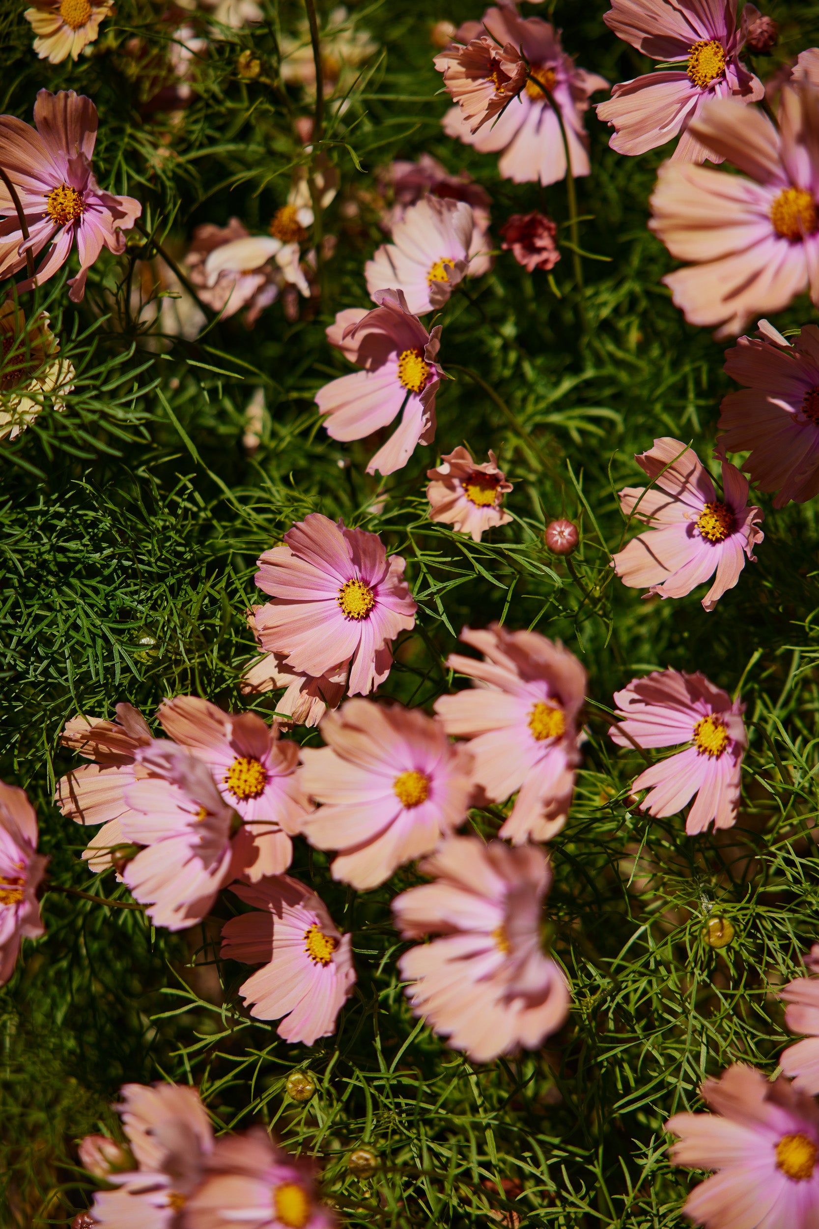 Cosmos Apricotta Flower | X 30 Seeds – Veggie & Flower Garden Seeds