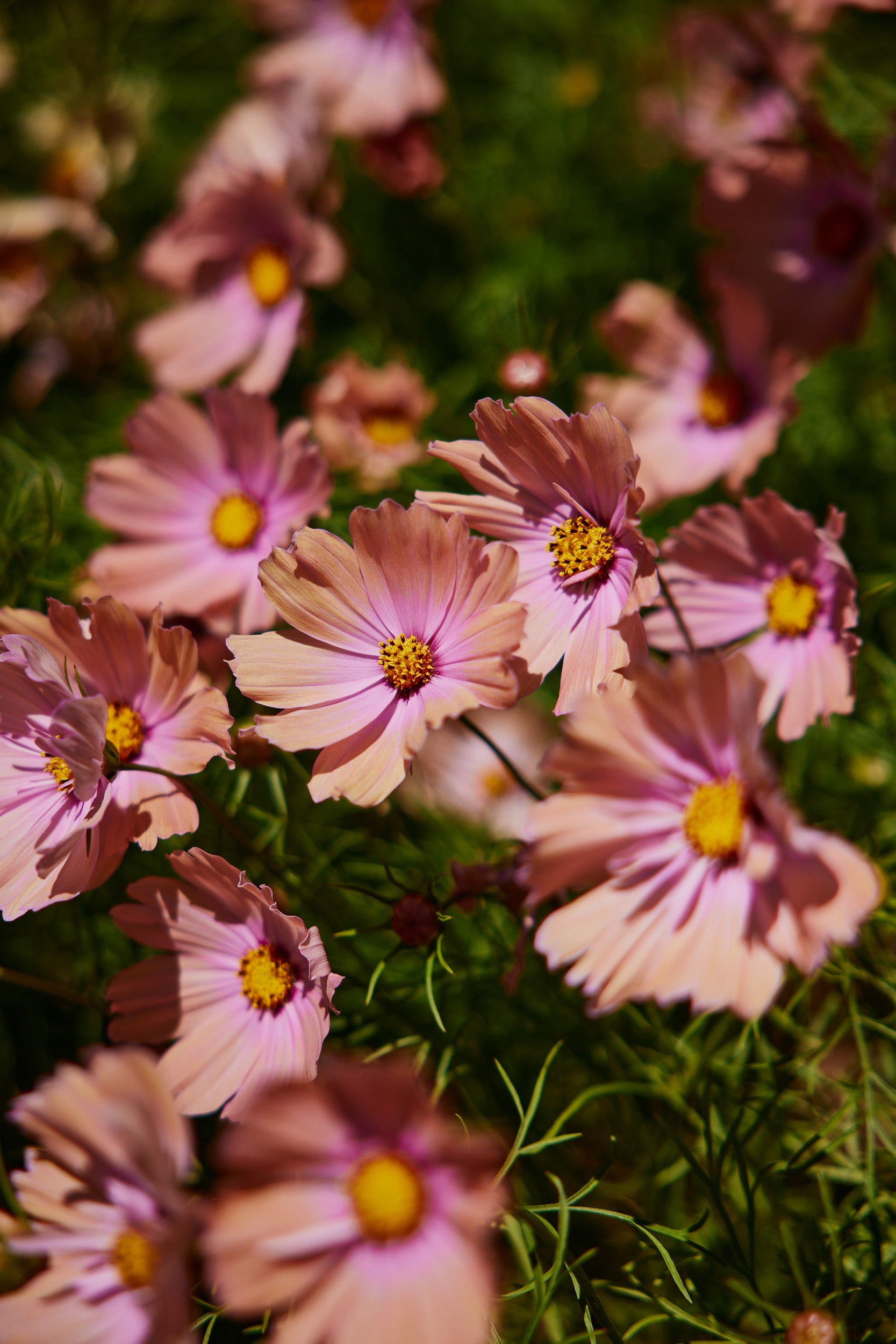 Cosmos Apricotta Flower | X 30 Seeds – Veggie & Flower Garden Seeds