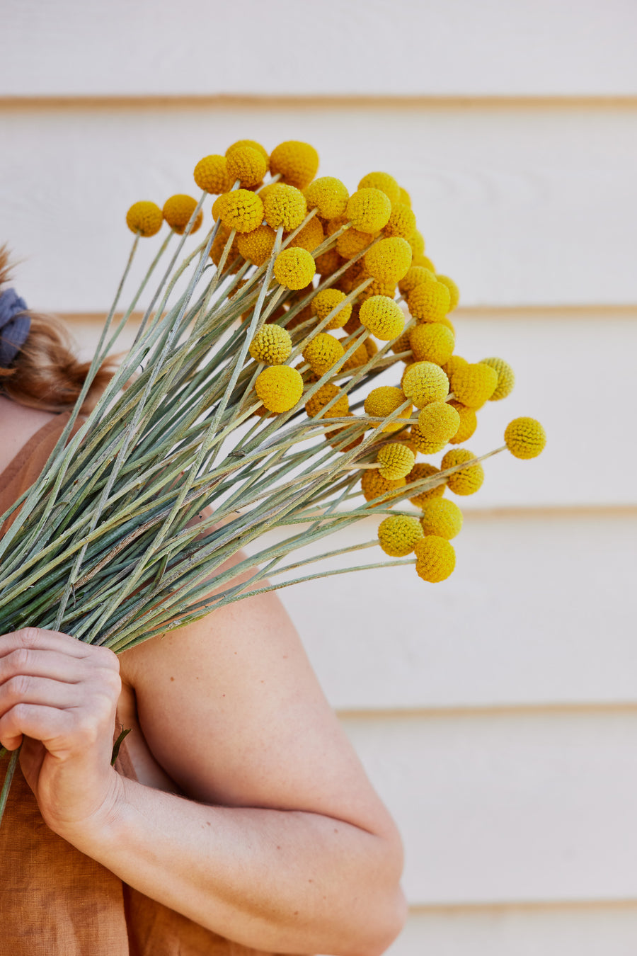 Billy Button Australian Native Flower | X 50 Seeds – Veggie & Flower ...