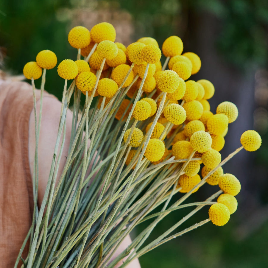 Billy Button Australian Native Flower | X 50 Seeds – Veggie & Flower ...