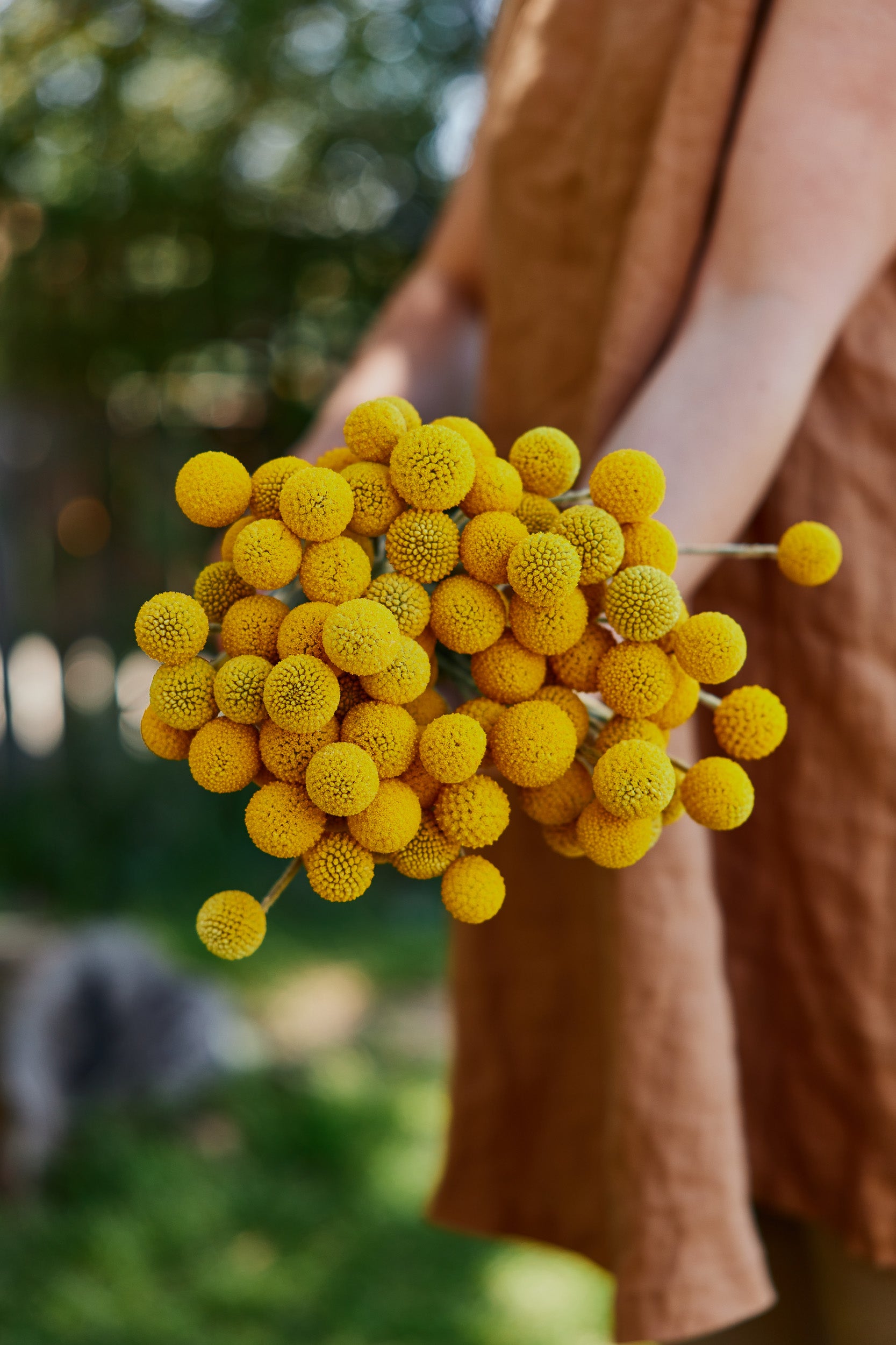 Billy Button Australian Native Flower | X 50 Seeds – Veggie & Flower ...