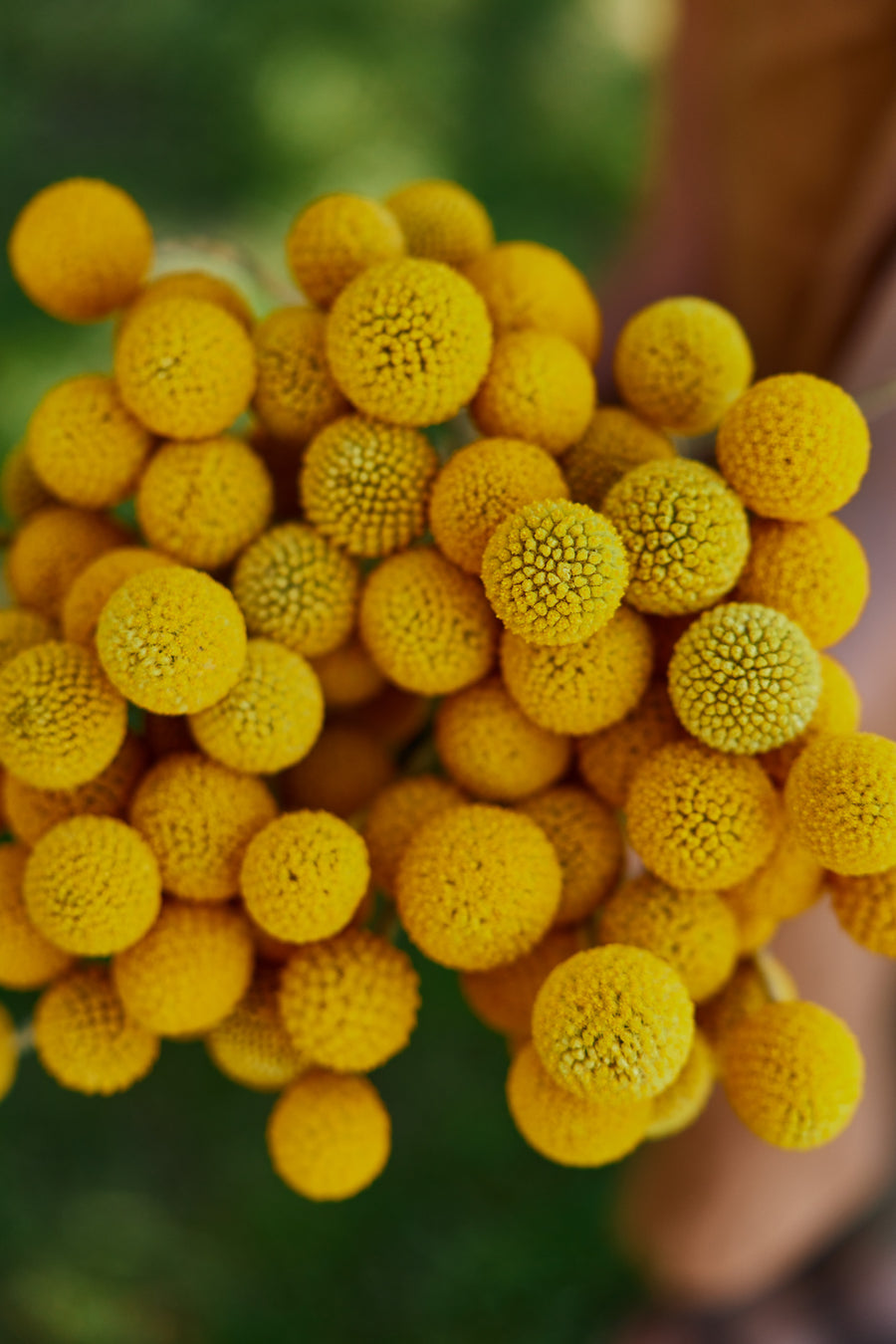 Billy Button Australian Native Flower | X 50 Seeds – Veggie & Flower ...