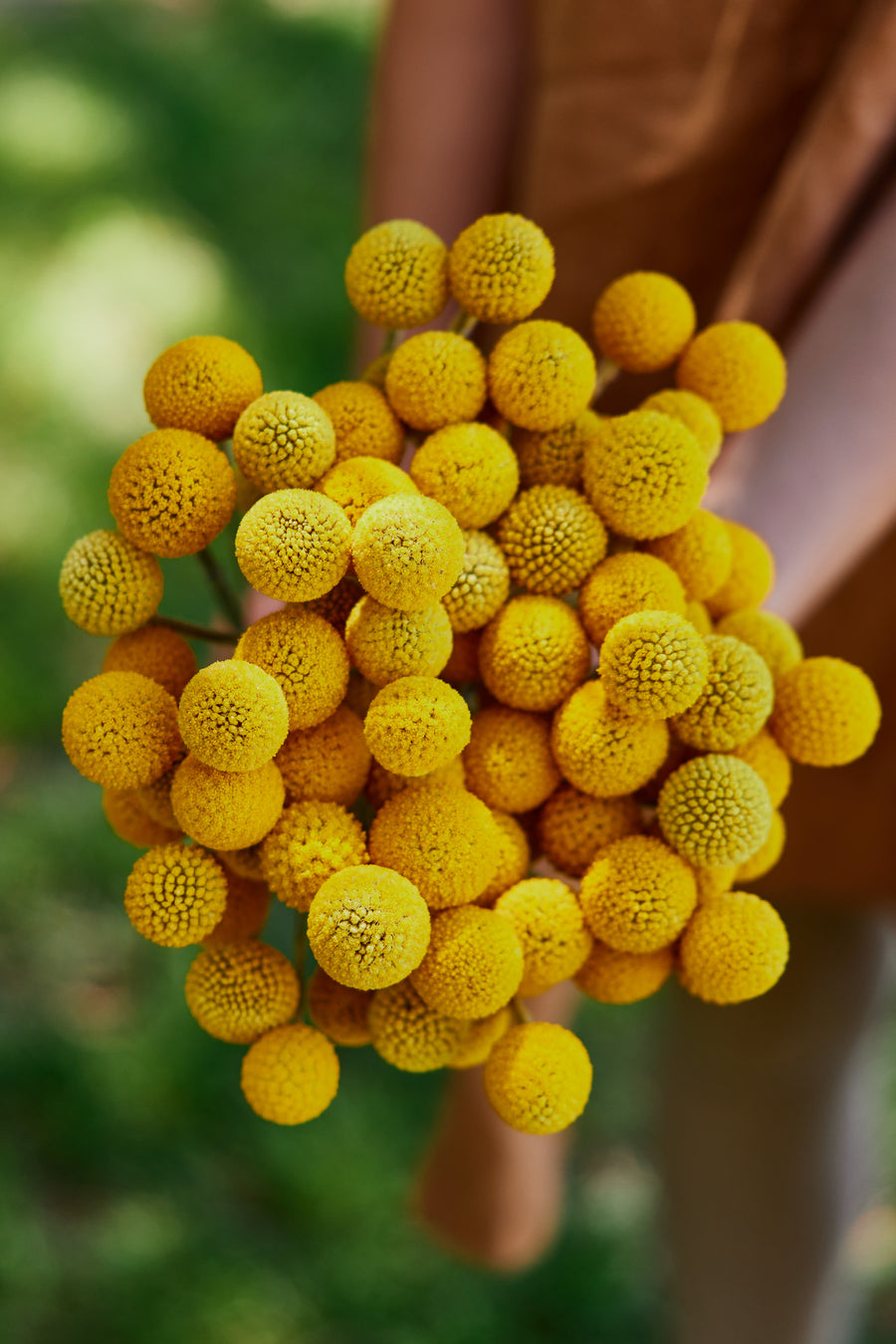 Billy Button Australian Native Flower | X 50 Seeds – Veggie & Flower ...