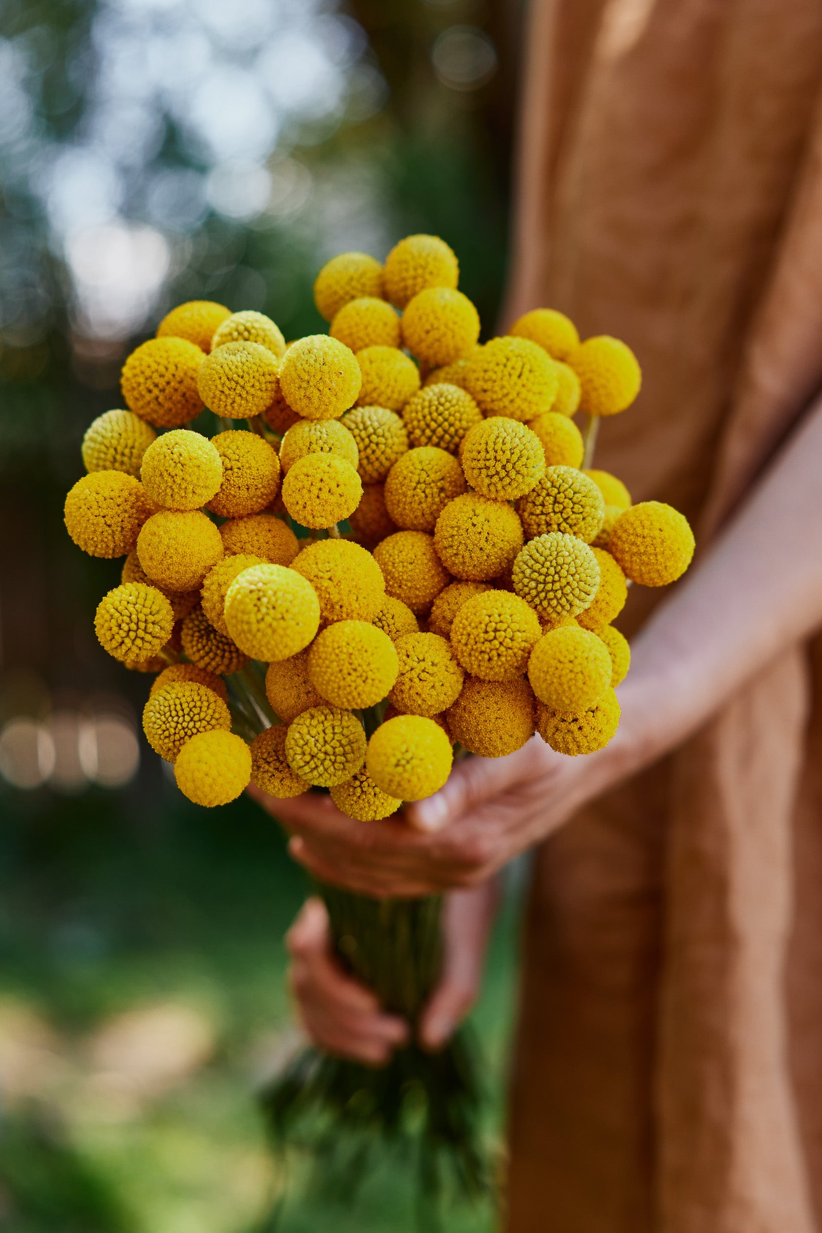 Billy Button Australian Native Flower | X 50 Seeds – Veggie & Flower ...