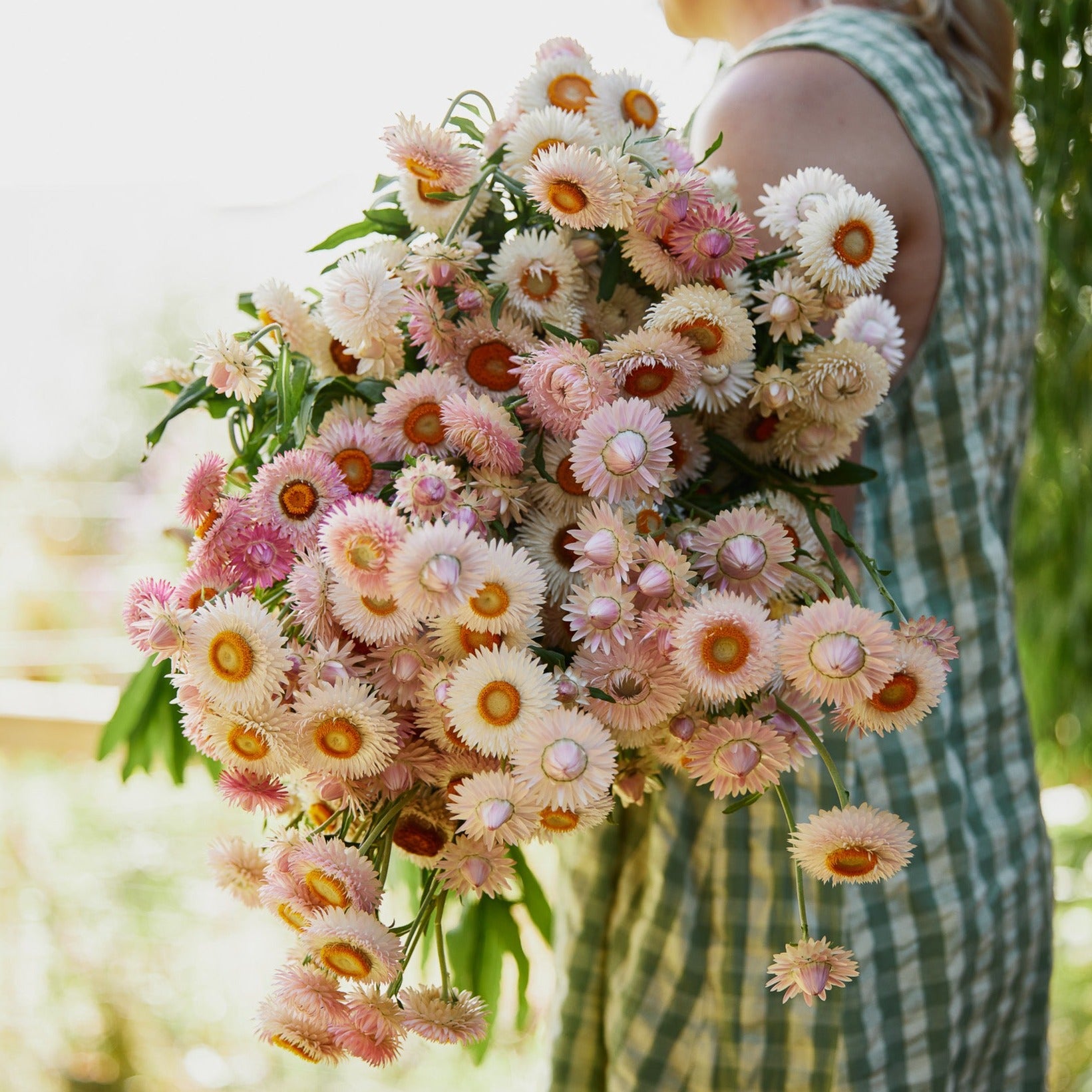 Everlasting Strawflower Silvery Rose | X 100 Seeds – Veggie & Flower ...