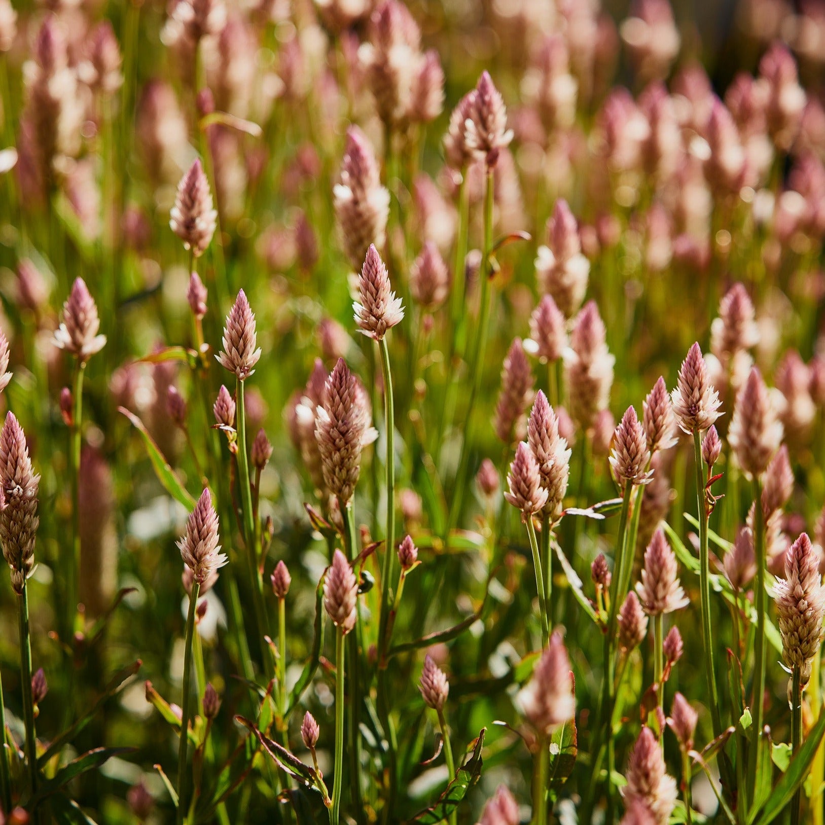Celosia spicata Xantippe Grass | X 50 Seeds – Veggie & Flower Garden Seeds