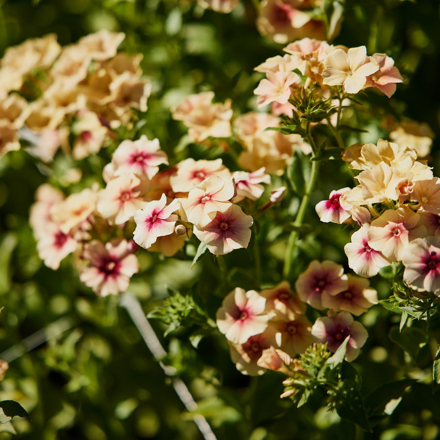 Phlox Cherry Caramel Flower | X 50 Seeds – Veggie & Flower Garden Seeds