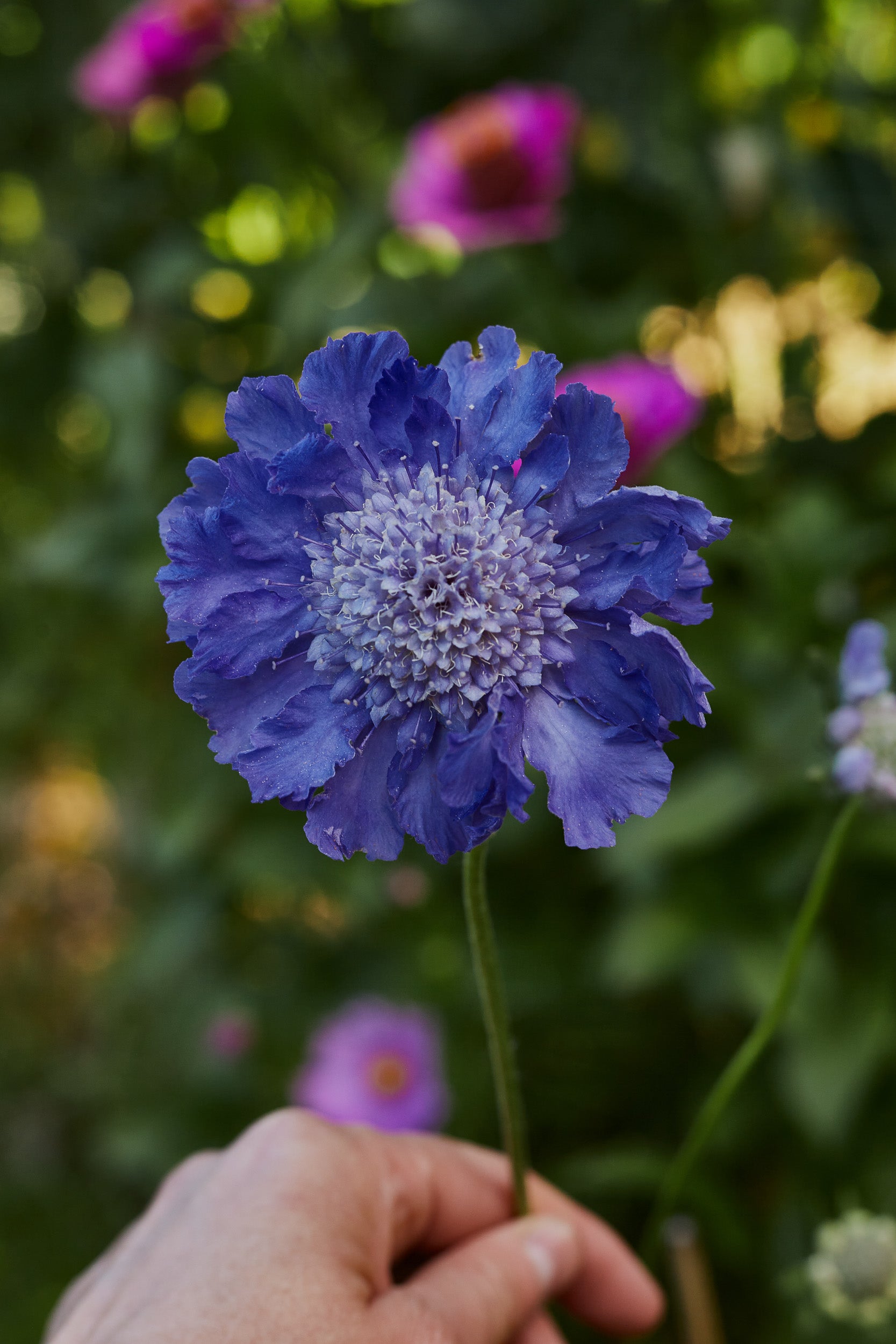 Scabiosa Fama Deep Blue Perennial Flower | X 15 Seeds (NOT TO WA ...