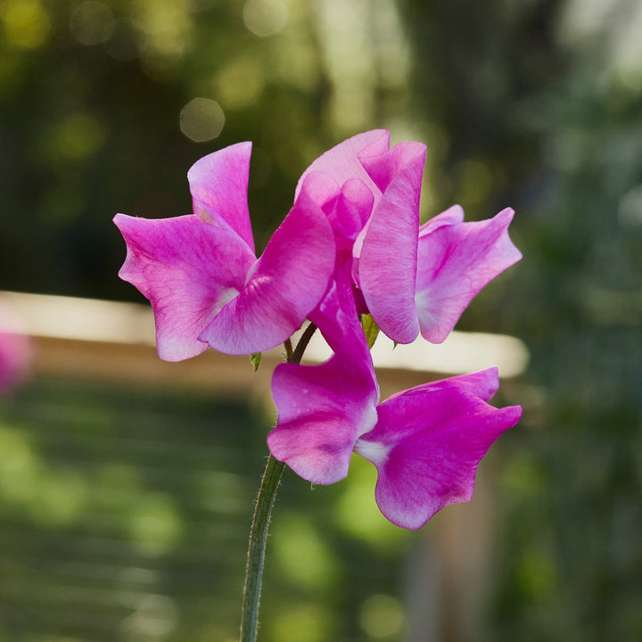 Sweet Pea Flower Seeds – Veggie & Flower Garden Seeds