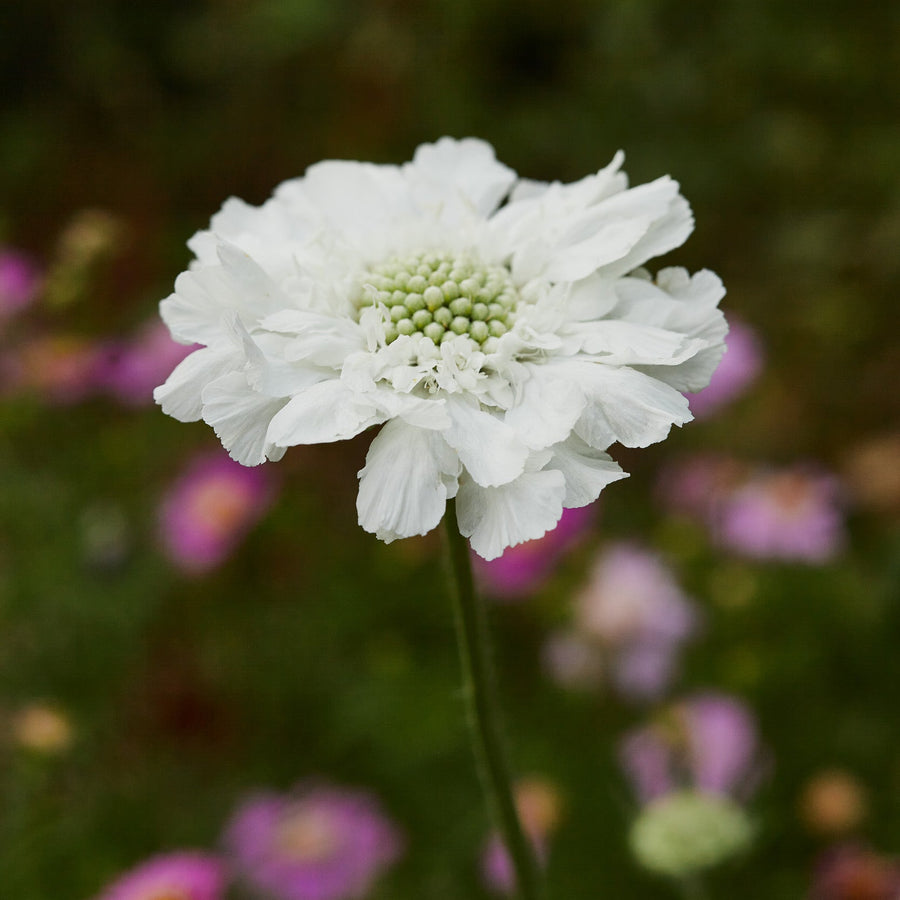 Scabiosa Fama White Perennial Flower | X 15 Seeds (NOT TO WA) – Veggie ...