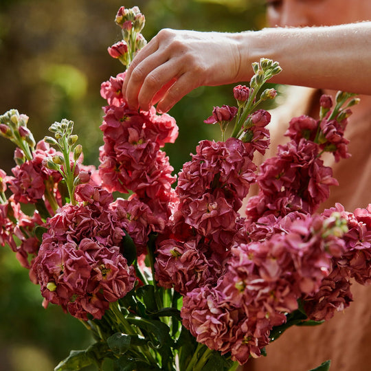 Stock Flower Seeds – Veggie & Flower Garden Seeds