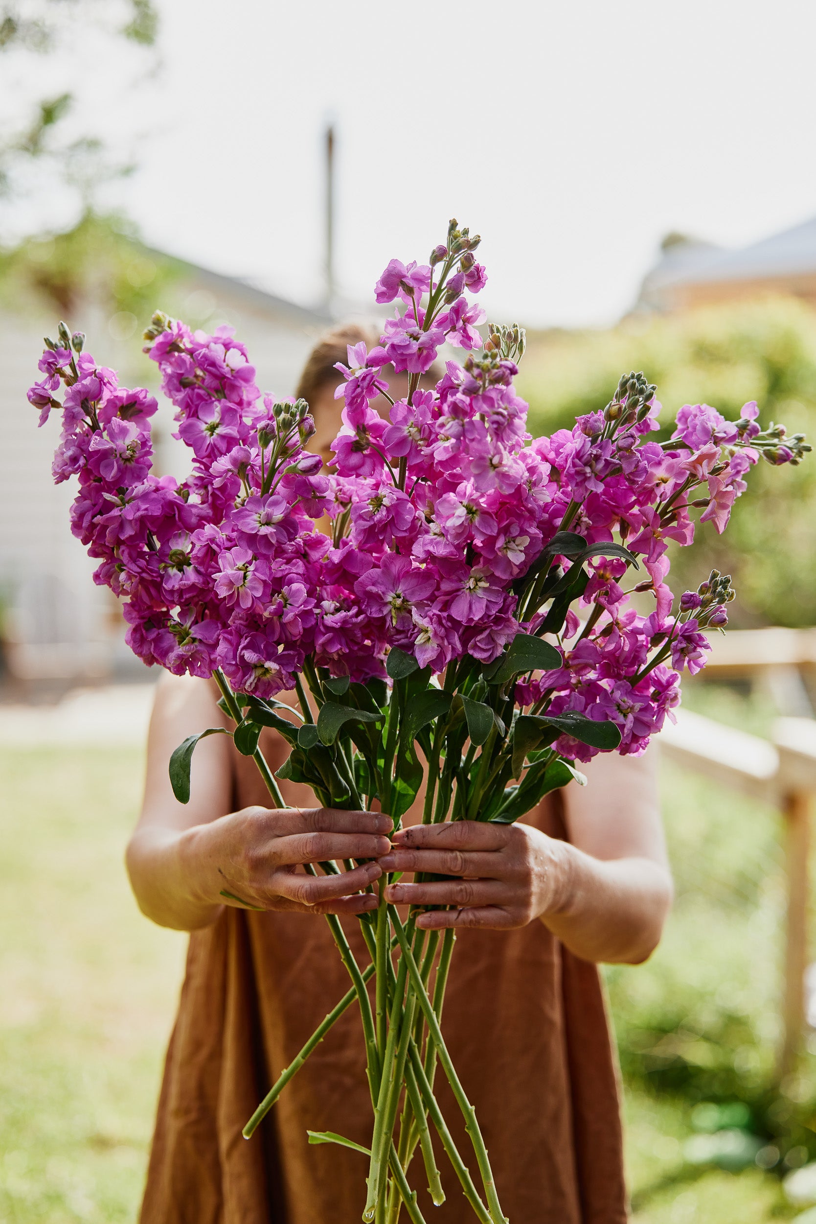 Stock Giant Column Rose Flower | X 50 Seeds – Veggie & Flower Garden Seeds