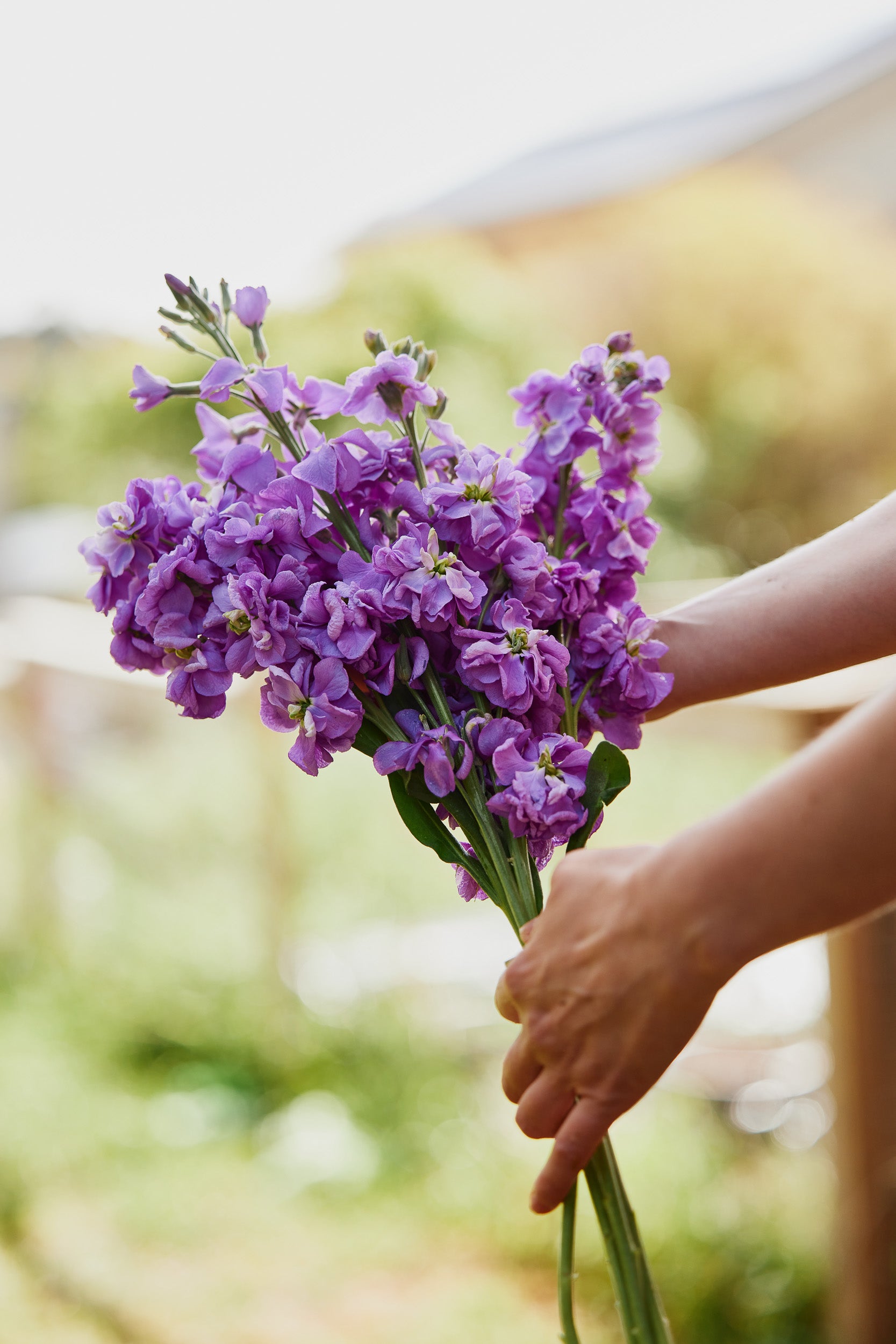 Stock Giant Column Lilac Lavender Flower | X 50 Seeds – Veggie & Flower ...