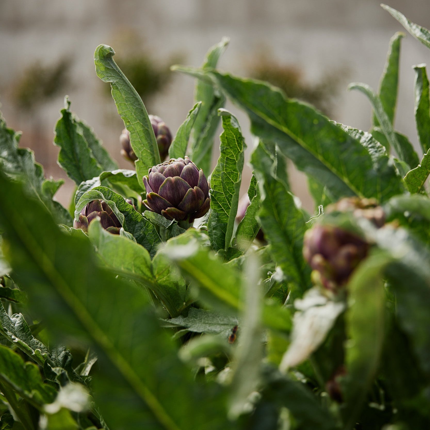 Artichoke Green Globe Vegetable | X 15 Seeds – Veggie & Flower Garden Seeds