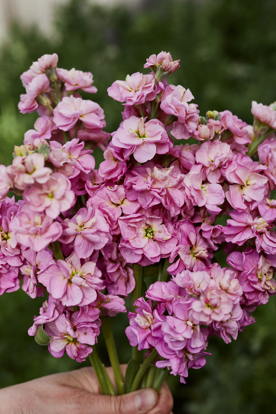 Stock StoX Antique Rose Flower | X 30 Seeds – Veggie & Flower Garden Seeds