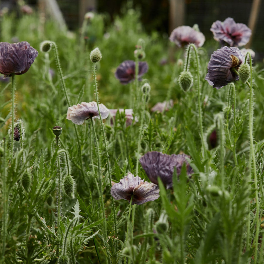 Poppy Amazing Grey Flower | X 400 - 500 Seeds – Veggie & Flower Garden ...