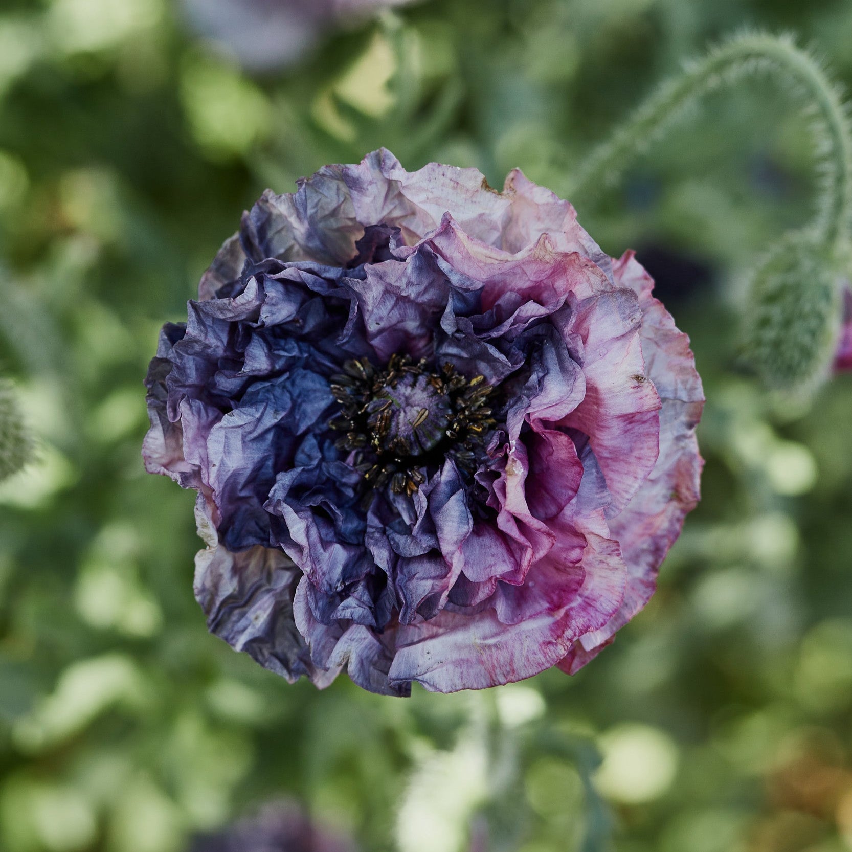 Poppy Amazing Grey Flower | X 400 - 500 Seeds – Veggie & Flower Garden ...