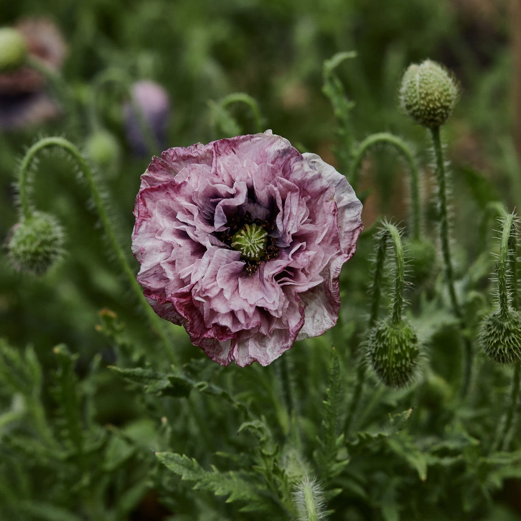Poppy Amazing Grey Flower | X 400 - 500 Seeds – Veggie & Flower Garden ...