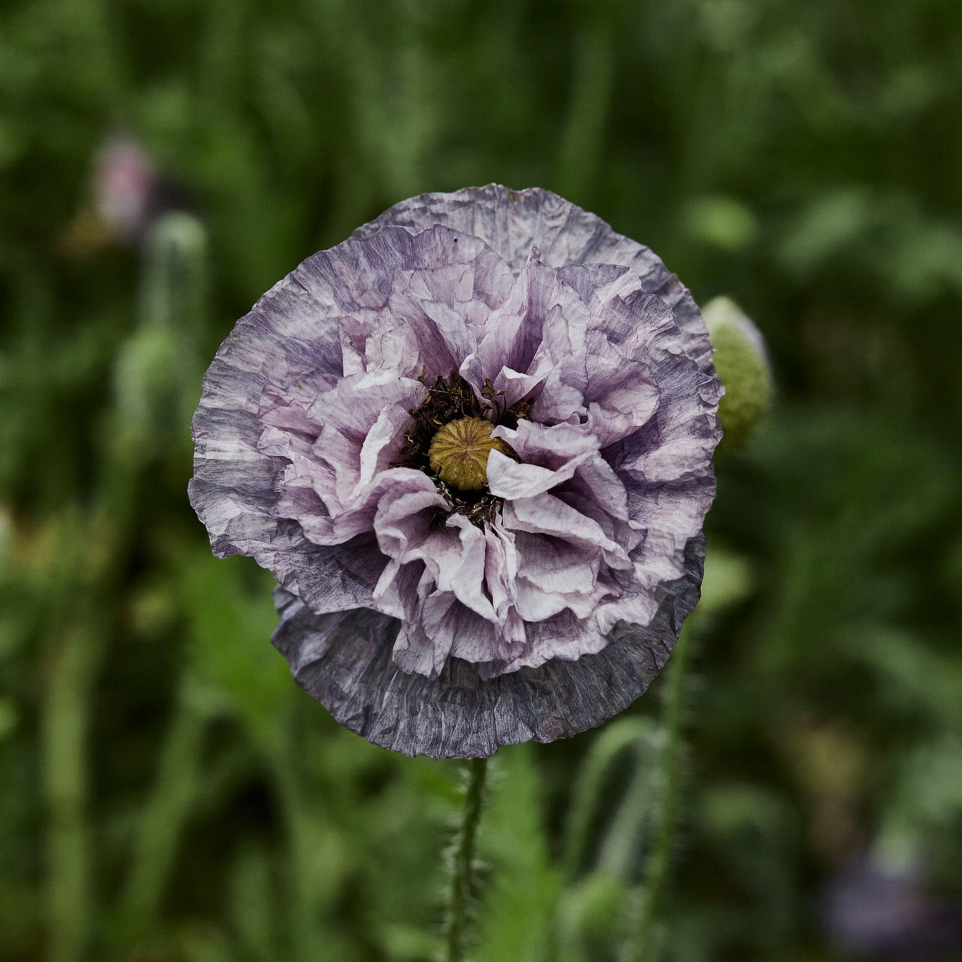 Poppy Amazing Grey Flower | X 400 - 500 Seeds – Veggie & Flower Garden ...