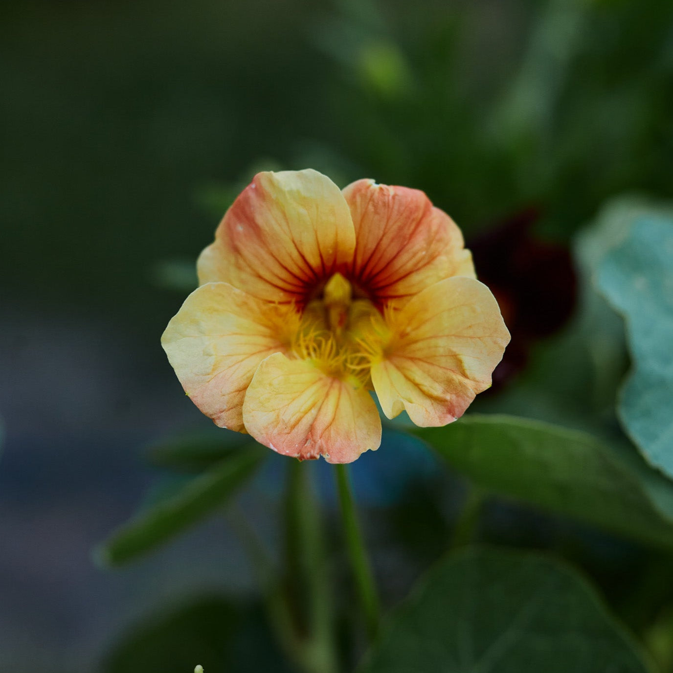 Nasturtium Bloody Mary Flower | X 15 Seeds – Veggie & Flower Garden Seeds