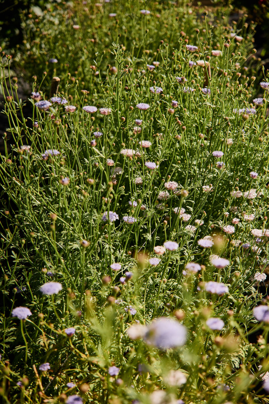 Rottnest Island Daisy Flower Australian Native | X 50 Seeds – Veggie ...
