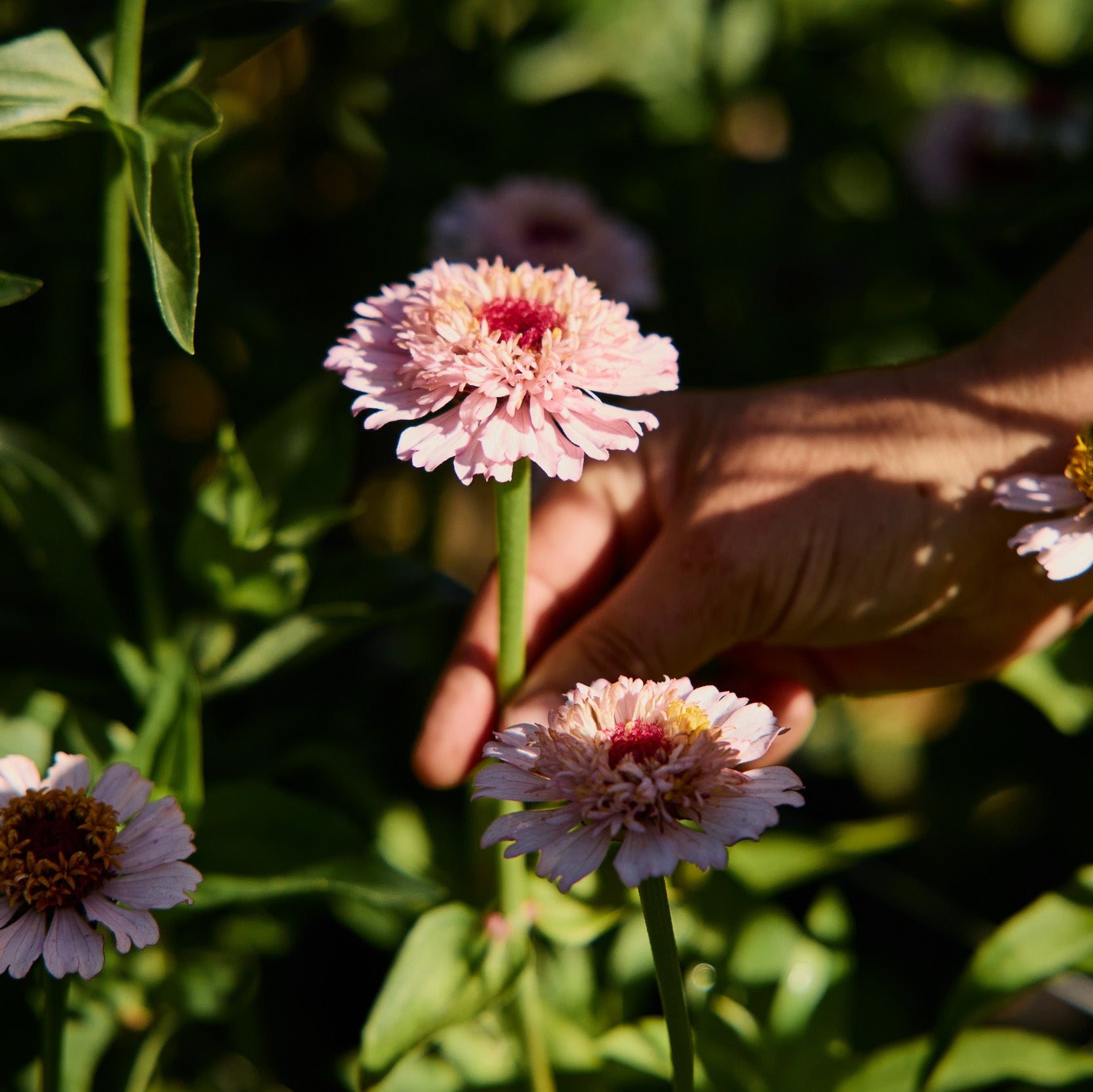 Zinnia Elegans Zinderella Lilac | X 30 Seeds – Veggie & Flower Garden Seeds
