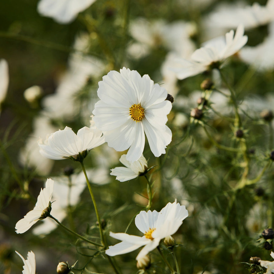 Cosmos Sensation Purity White Flower | X 50 Seeds – Veggie & Flower ...