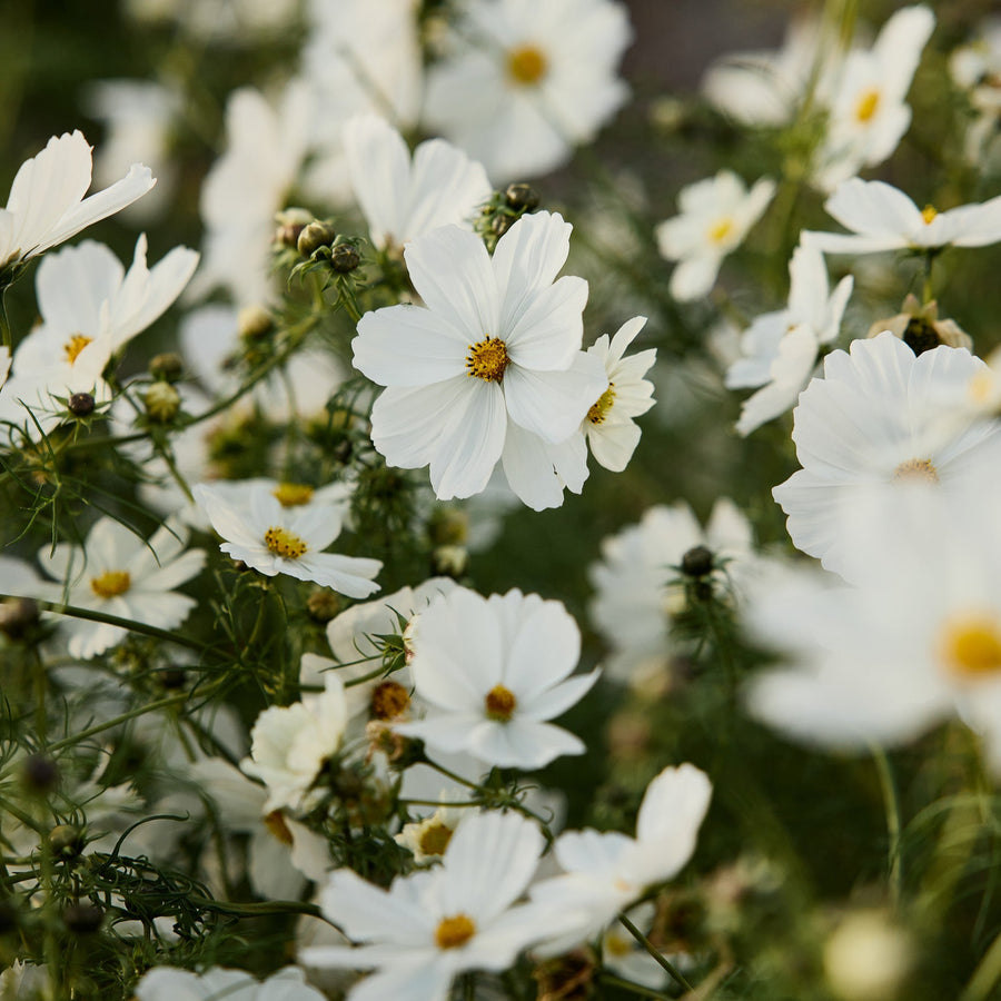 Cosmos Sensation Purity White Flower | X 50 Seeds – Veggie & Flower ...