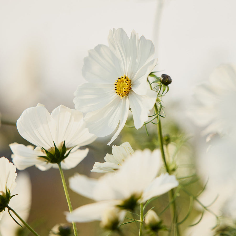 Cosmos Sensation Purity White Flower | X 50 Seeds – Veggie & Flower ...