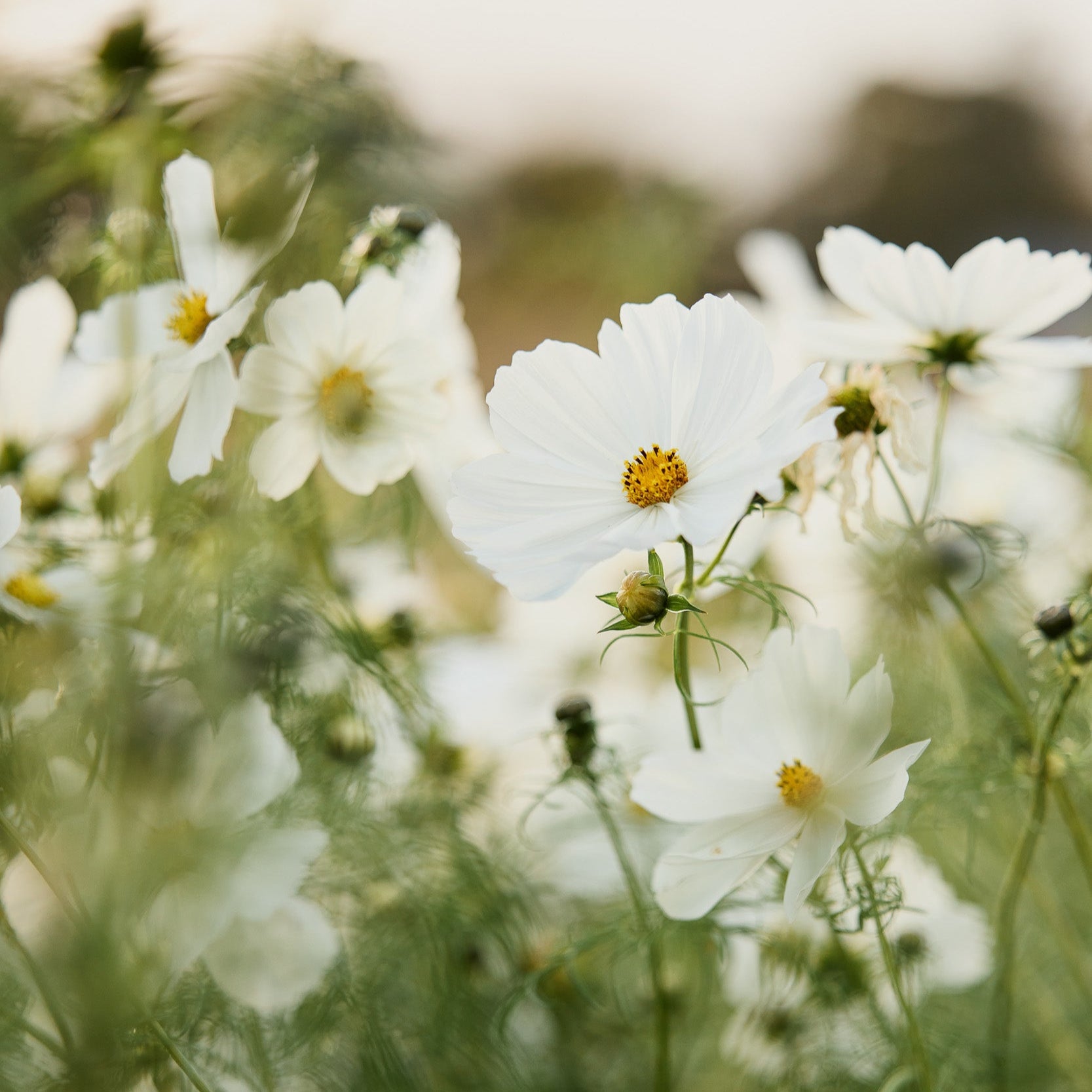 Cosmos Sensation Purity White Flower | X 50 Seeds – Veggie & Flower ...