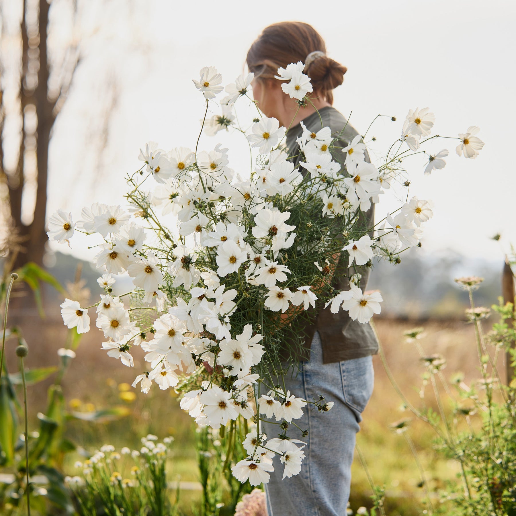 Cosmos Sensation Purity White Flower | X 50 Seeds – Veggie & Flower ...