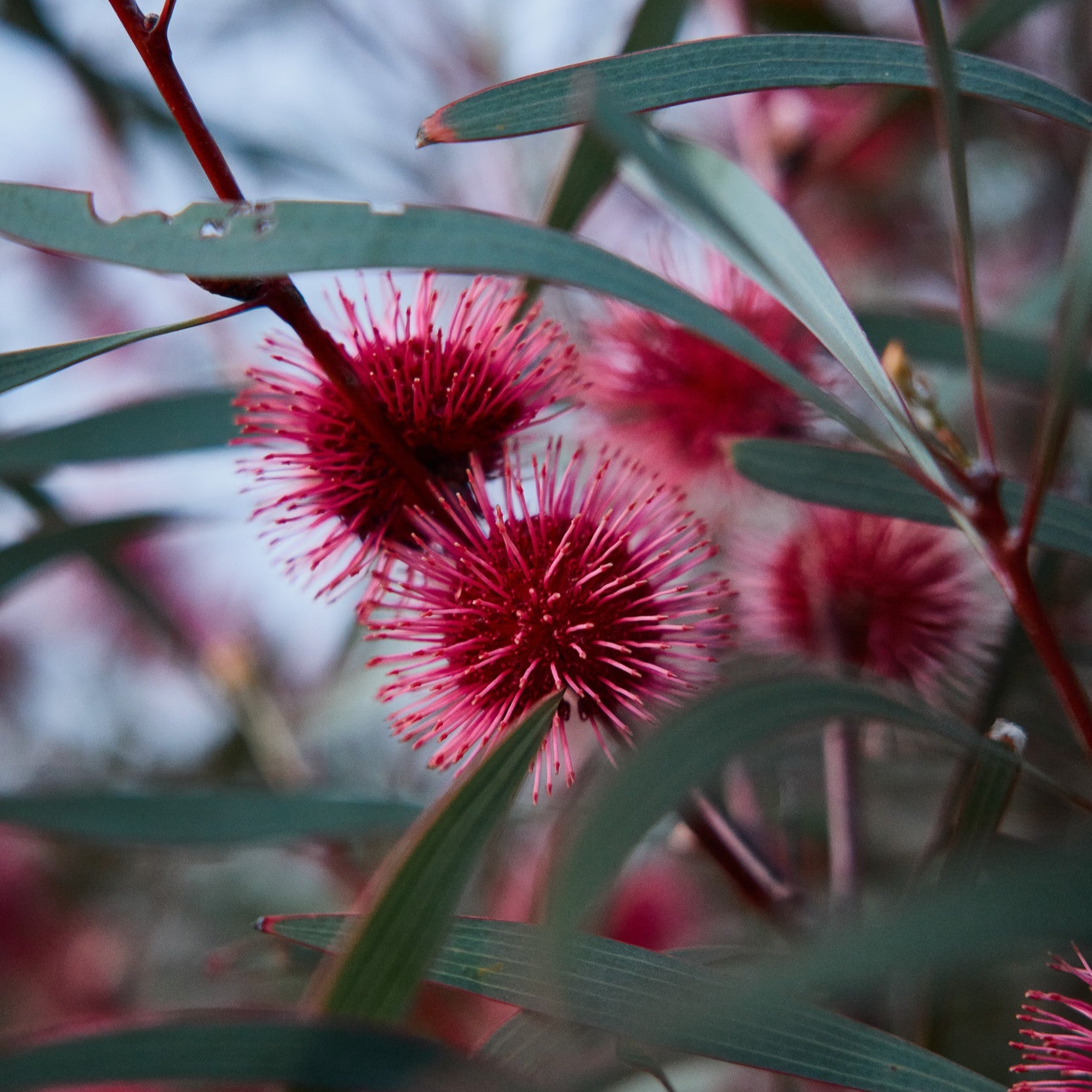 Hakea laurina Pincushion Hakea Kodjet Australian Native | X 5 Seeds (N ...