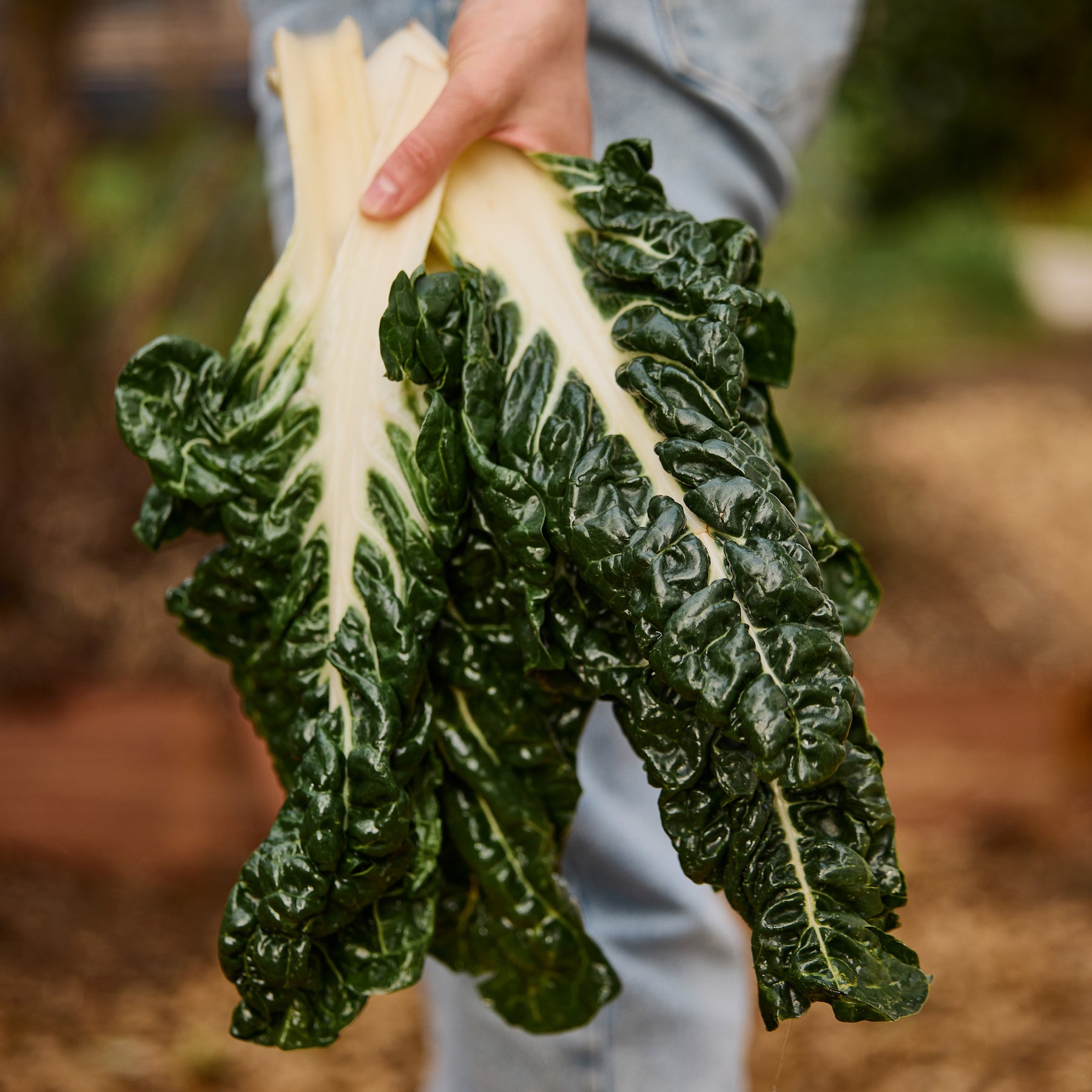 Silverbeet Fordhook Giant Vegetable | X 50 seeds – Veggie & Flower ...