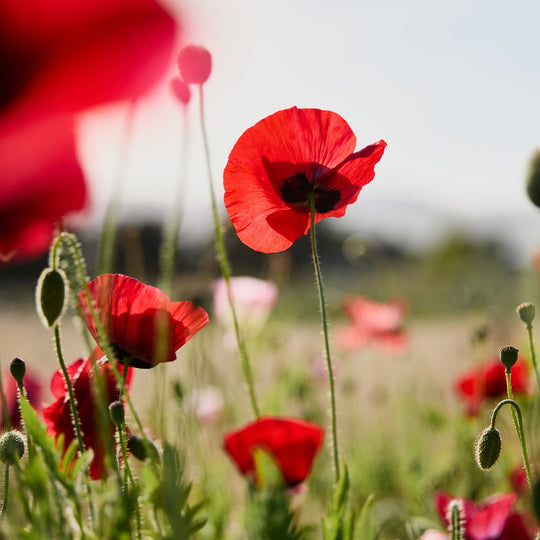 Poppy Flower Seeds – Veggie & Flower Garden Seeds