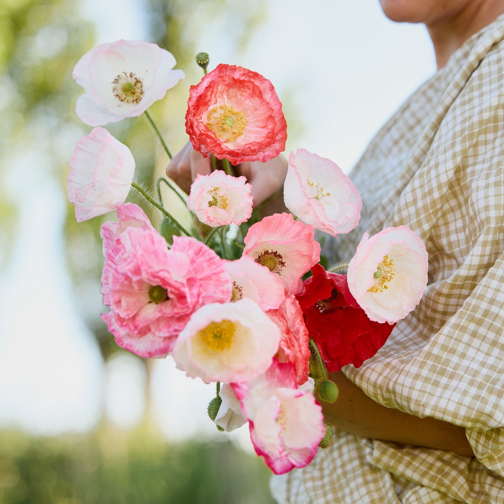 Poppy Falling In Love Flower | X 300 Seeds – Veggie & Flower Garden Seeds