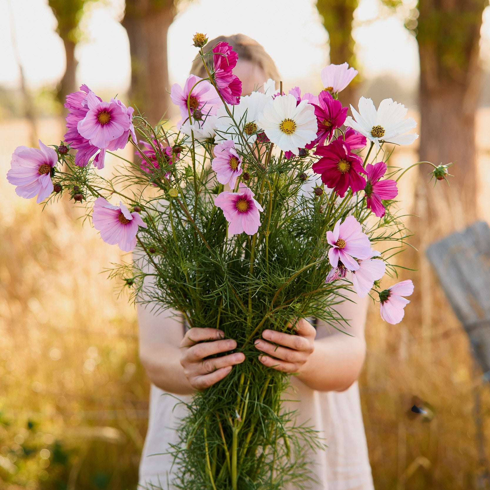 Cosmos Sensation Tall Mix Flower | X 80 Seeds – Veggie & Flower Garden ...