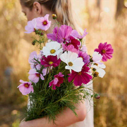 Cosmos Sensation Tall Mix Flower | X 80 Seeds – Veggie & Flower Garden ...