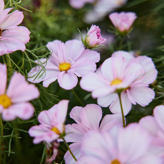 Cosmos Flower Seeds – Veggie & Flower Garden Seeds
