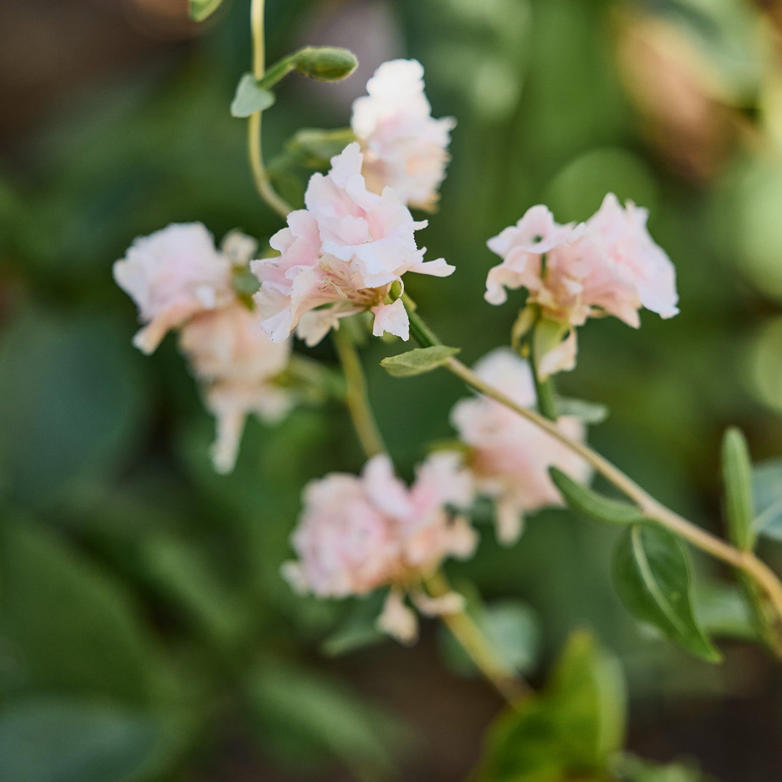 Clarkia Elegant Appleblossom Flower | X 100 Seeds – Veggie & Flower ...