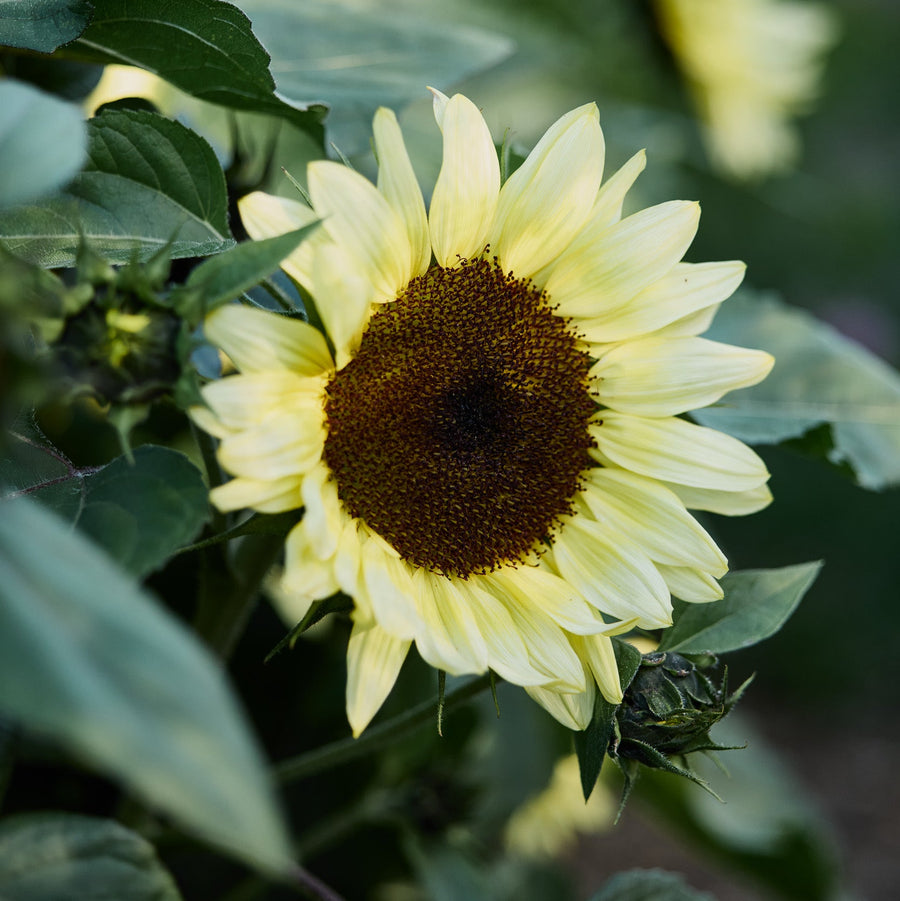Sunflower Dwarf Lemon Bling Flower | X 20 Seeds – Veggie & Flower ...
