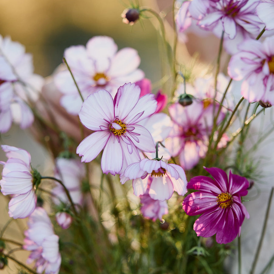 Flower Seeds – Veggie & Flower Garden Seeds