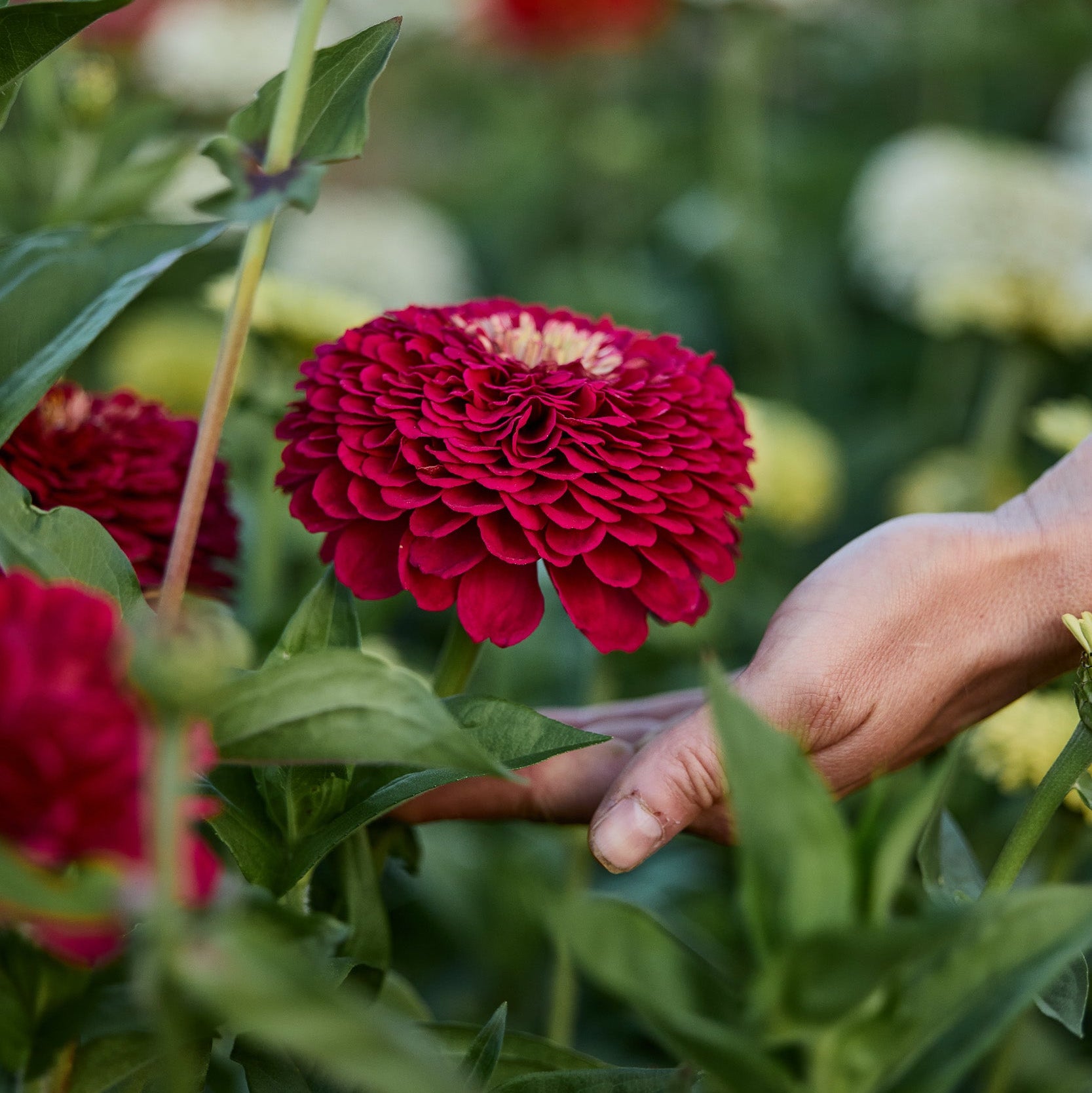 Zinnia Benary's Giant Wine Flower | X 30 Seeds – Veggie & Flower Garden ...