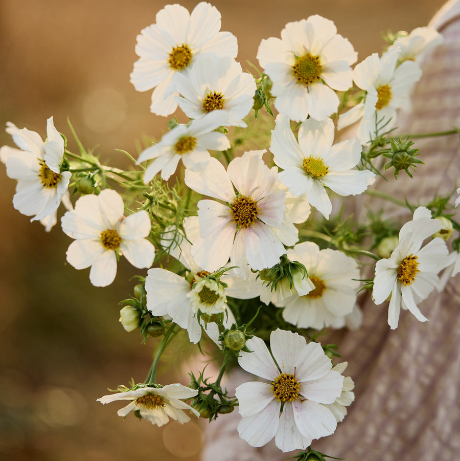 Flower Seeds – Veggie & Flower Garden Seeds