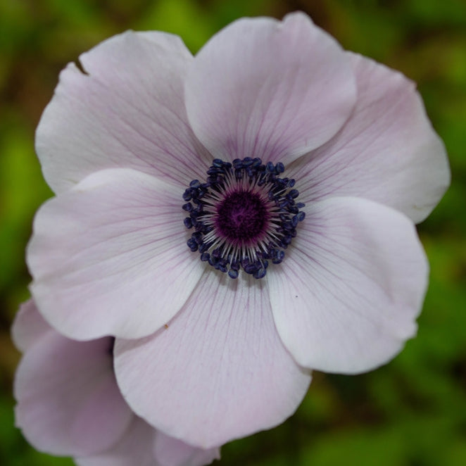 Anemone Flower Seeds – Veggie & Flower Garden Seeds