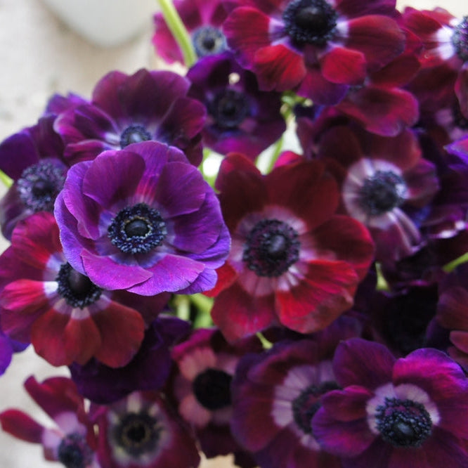 Anemone Marianne Plus Grape Flower | X 20 Seeds – Veggie & Flower ...