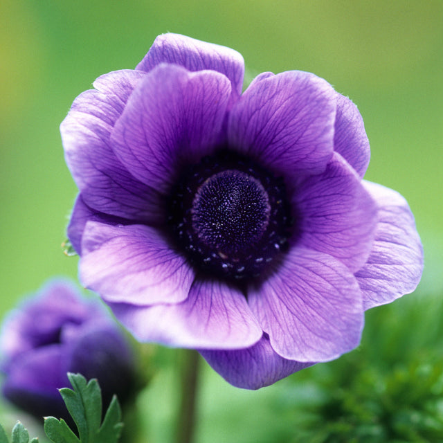 Anemone Mistral Plus Milka Flower | X 20 Seeds – Veggie & Flower Garden ...