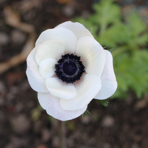 Anemone Mistral Plus Panda Bianco Flower | X 20 Seeds – Veggie & Flower ...