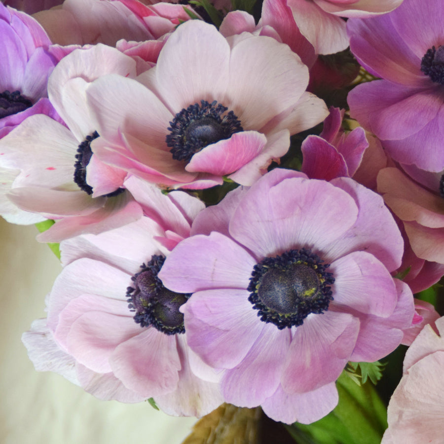 Veggie, Herb, Flower + Australian Native Seeds - Fast dispatch – Veggie ...
