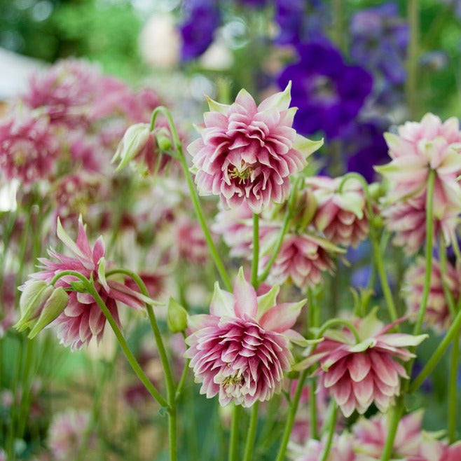 Aquilegia vulgaris Nora Barlow Columbine Flower | X 30 Seeds – Veggie ...