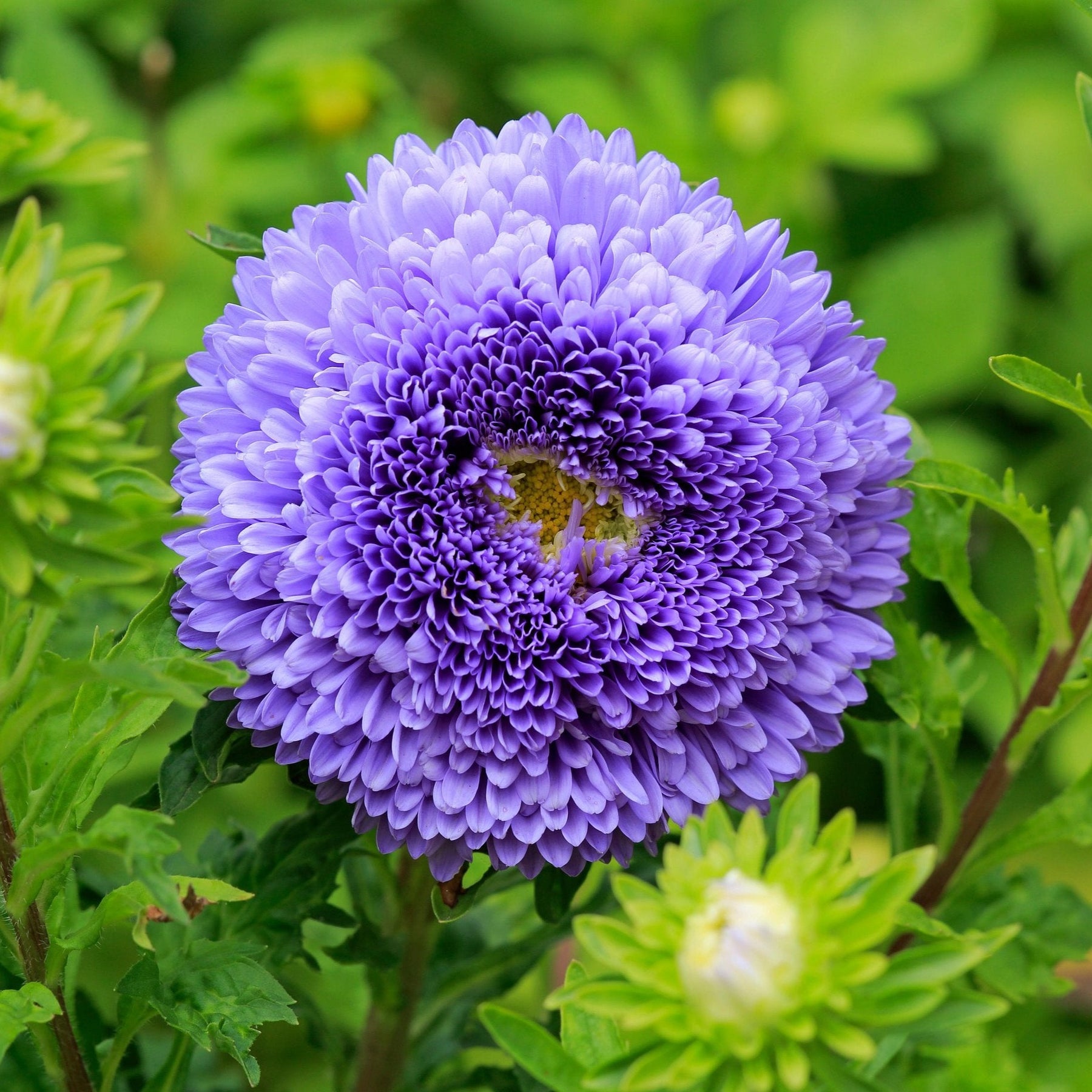 Aster China King Size Mid Blue Flower | X 50 Seeds – Veggie & Flower ...